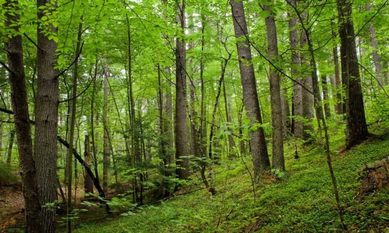 Timber Cruising – H&H Forest Management